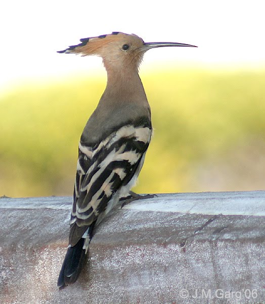 Bird Flight: Hoopoe