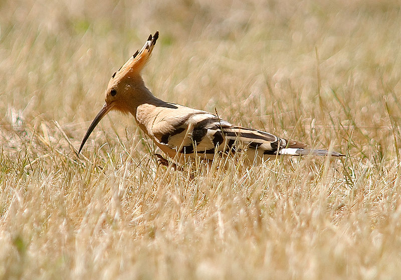 Bird Flight: Hoopoe