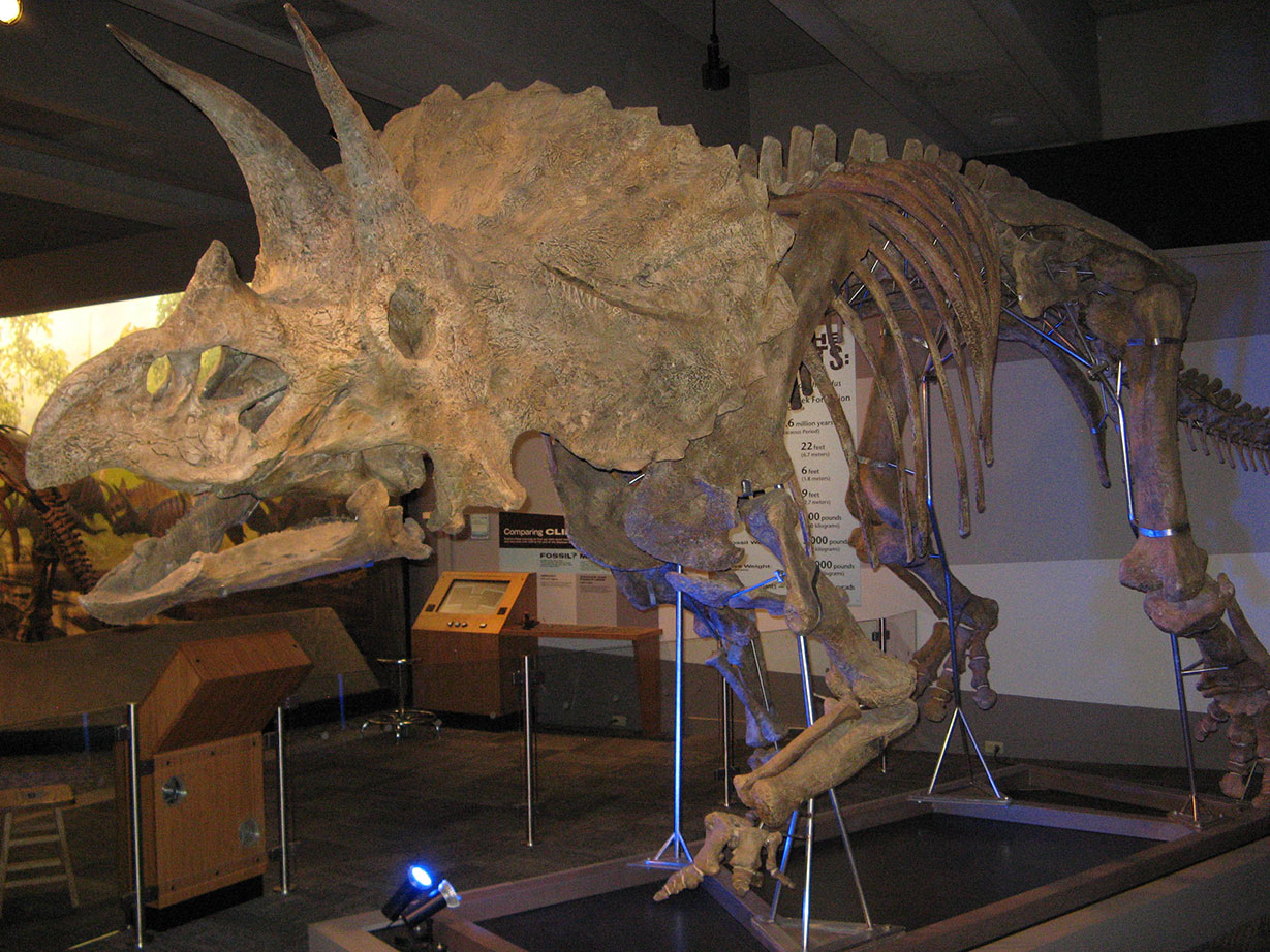 Boston Museum of Science ~ Wiens Migration