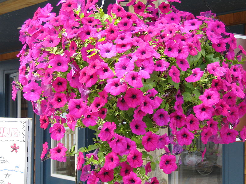 Maryland Gardening: How to Care for Petunias
