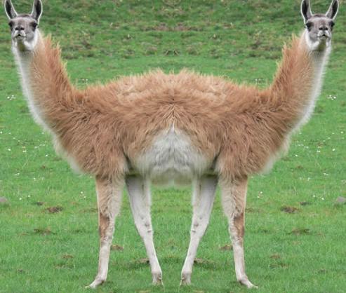 Lallands Peat Worrier: Ruth's Pushmi-Pullyu routine...