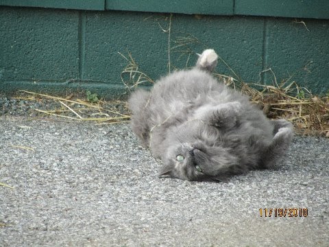 Galloping Turtle Farm