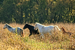 burgessphotoexplorations: A Morning With Missouri's Wild Horses ...
