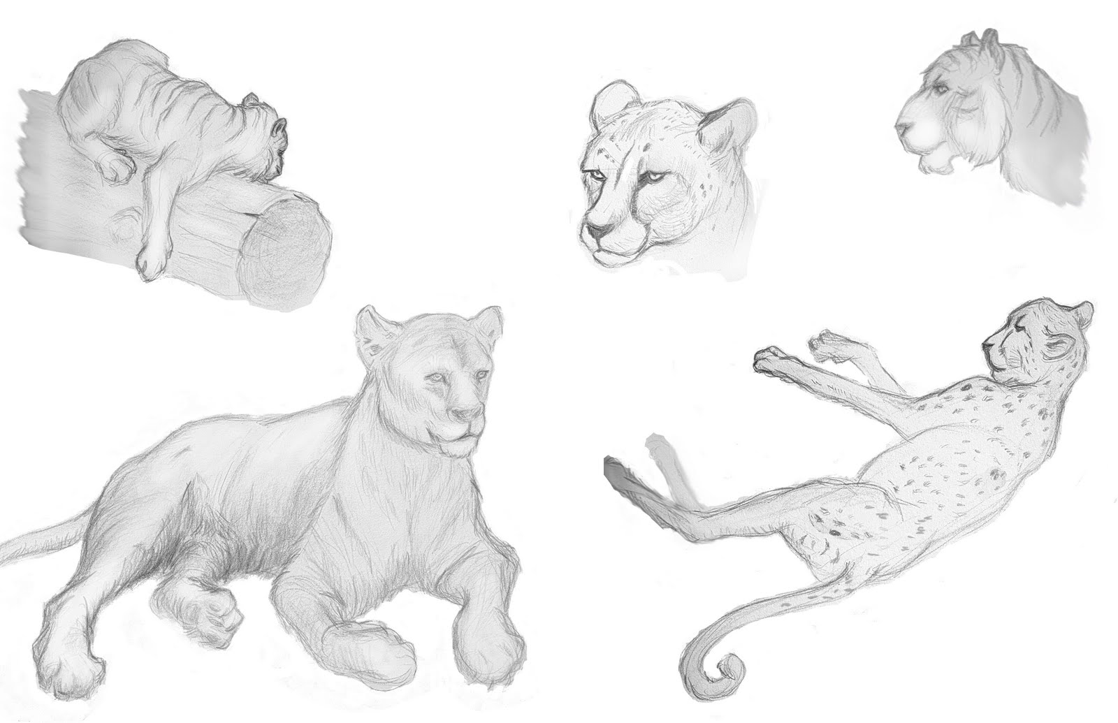 Animal Drawings: Big Cats Drawings From The Zoo