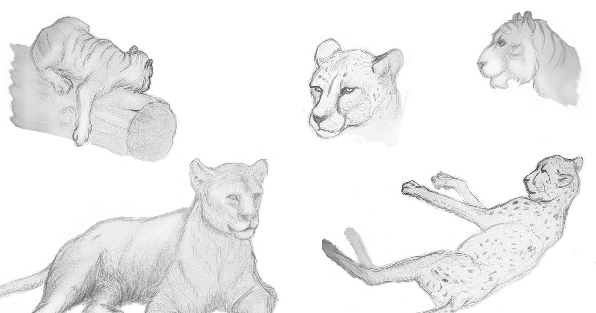 Animal Drawings: Big Cats Drawings From The Zoo