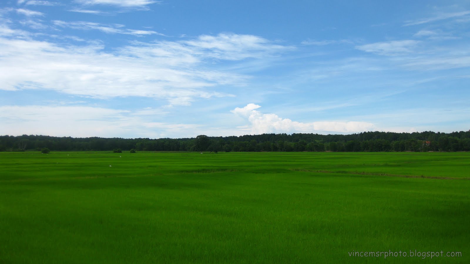 VinceMSR's Pica: When The Sky Is Blue : Kedah Paddy Field