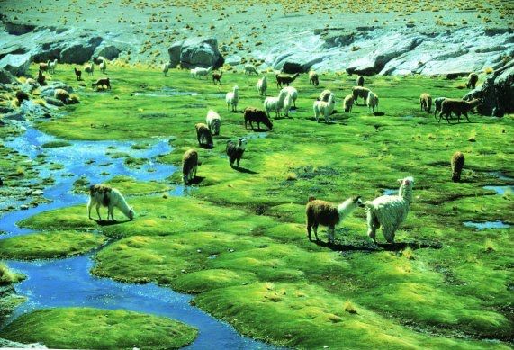 mi estrella resplance hasta el final de mis dia: la region suni