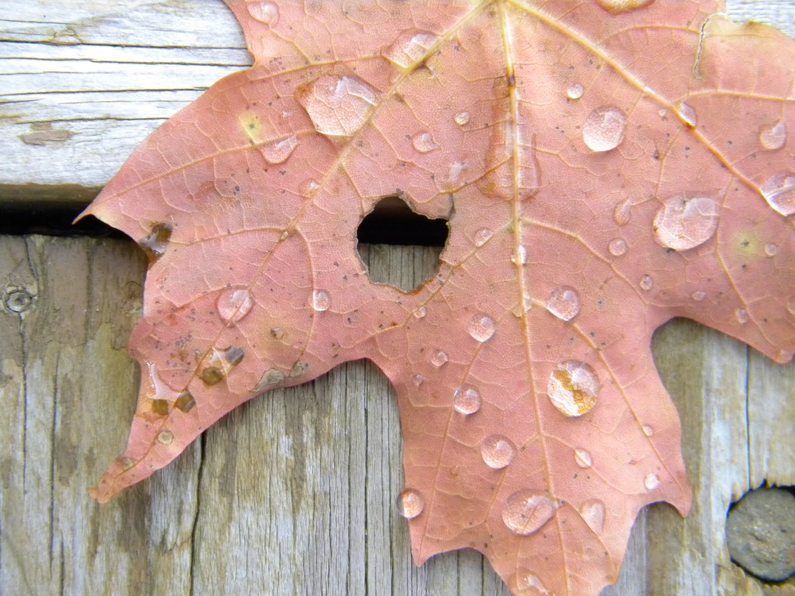 Lydia Joy Palmer: teardrops on my maple leaf