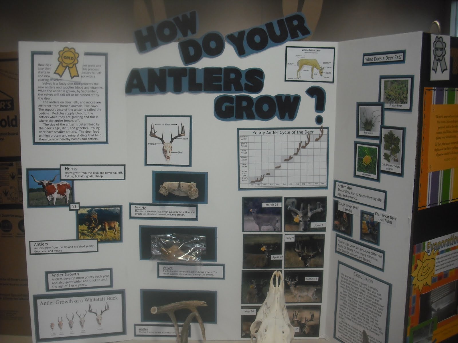 The Three Albright Boys