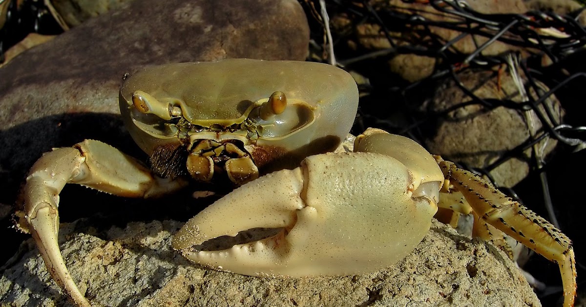 Recetario de Cocina Mundial: Jueyes en Salsa de Coco