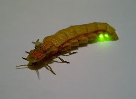 Quiero Contarte...: El Cucubano de Puerto Rico