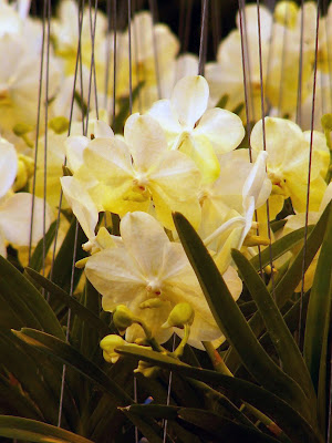 MODA botanica