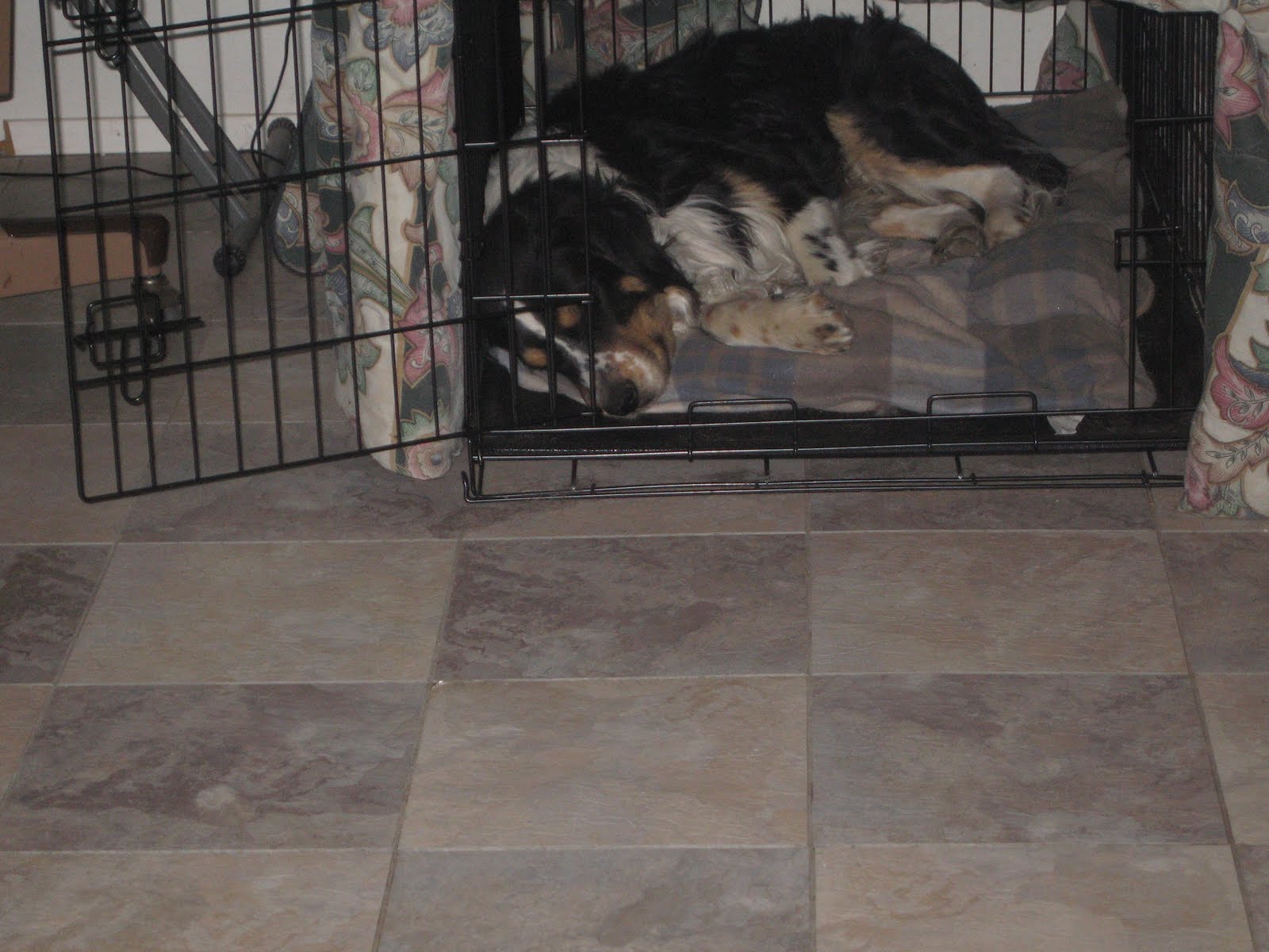 Stumpy Wanders: The Berner (aka Alphonso Bernard Jacob Scout Billy Bob ...