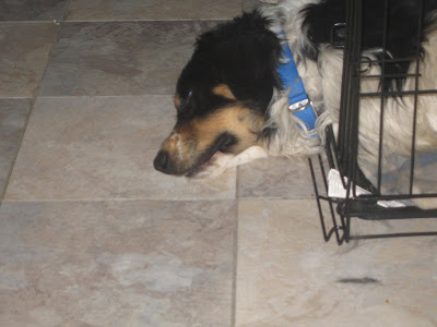 Stumpy Wanders: The Berner (aka Alphonso Bernard Jacob Scout Billy Bob ...