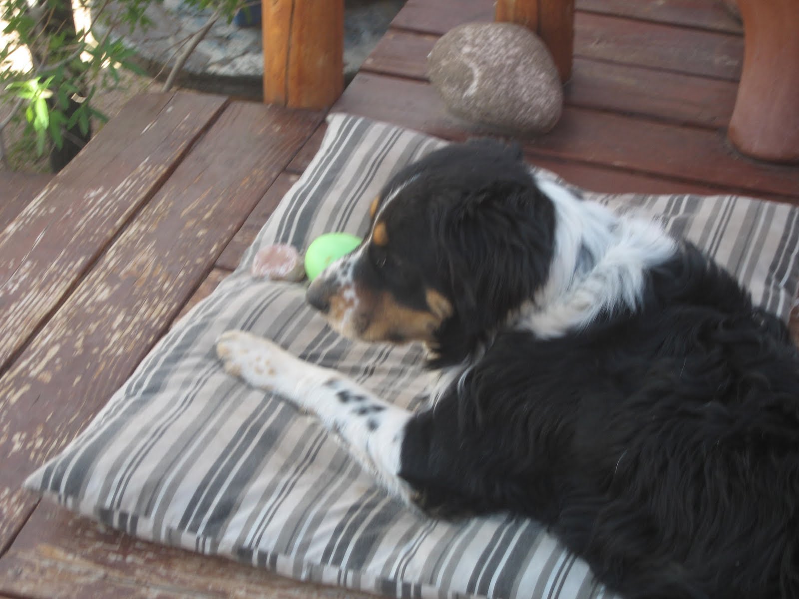 Stumpy Wanders: The Berner (aka Alphonso Bernard Jacob Scout Billy Bob ...