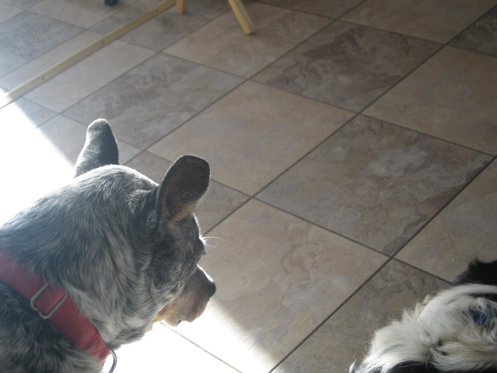 Stumpy Wanders: The Berner (aka Alphonso Bernard Jacob Scout Billy Bob ...