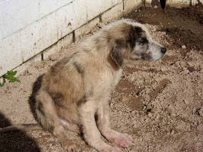 mispequeñosgigantesde4patas: CANELO, CACHORRO CRUCE DE MASTIN RESCATADO ...