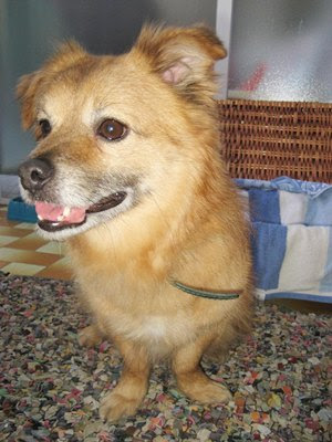 mispequeñosgigantesde4patas: SPIC, UN PRECIOSOS CRUCE DE PEQUINES QUE ...