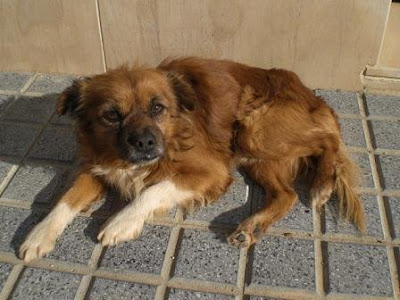 mispequeñosgigantesde4patas: CRUCE DE PEQUINES EN LA CALLE-CORDOBA