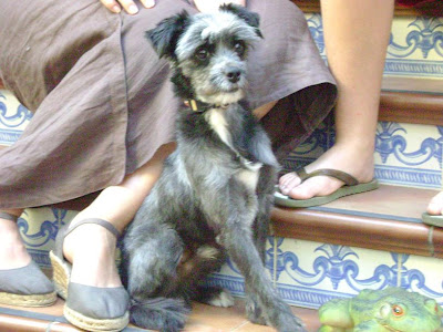 mispequeñosgigantesde4patas: CRUCE DE PEQUINES Y YORKSHIRE EN ADOPCION ...