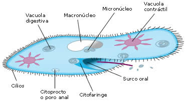 evcdb: Organismos eucarióticos 2