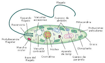 evcdb: Organismos eucarióticos 2