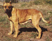 El rincón del Veterinario: Perros míticos e históricos