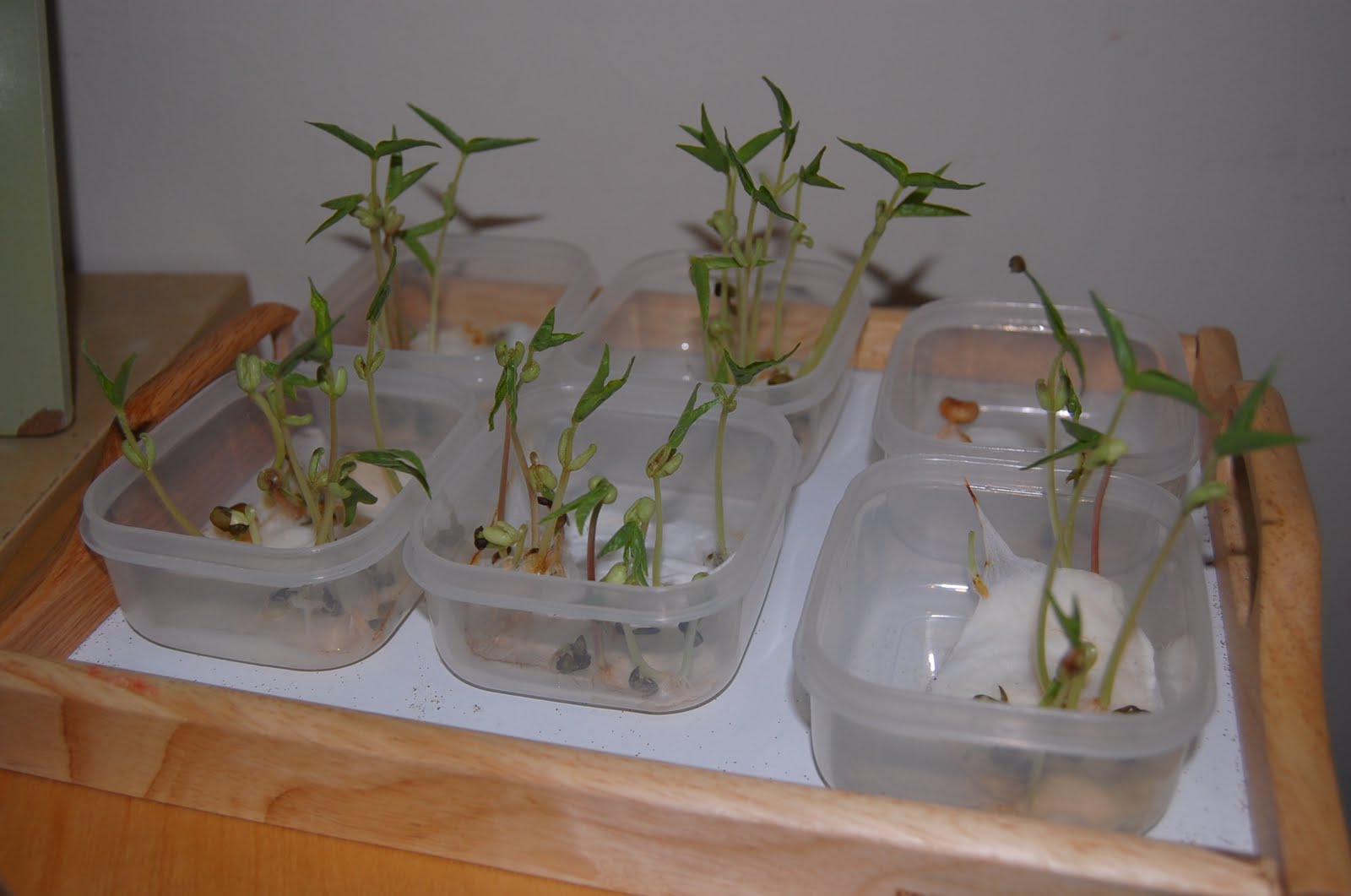 The Montessori Place: Botany: Planting a seed