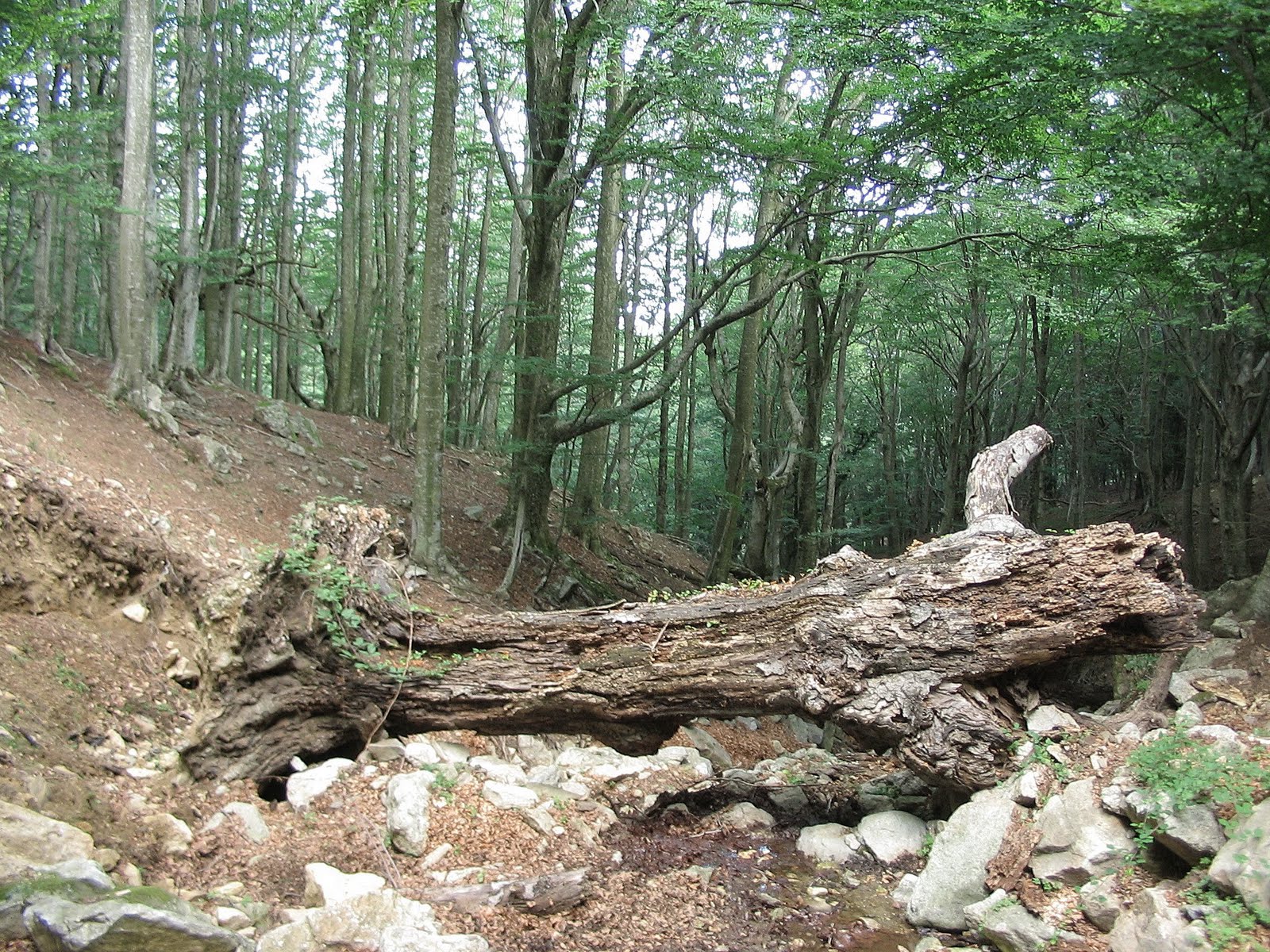 decouverte66: Forêt des Couloumates