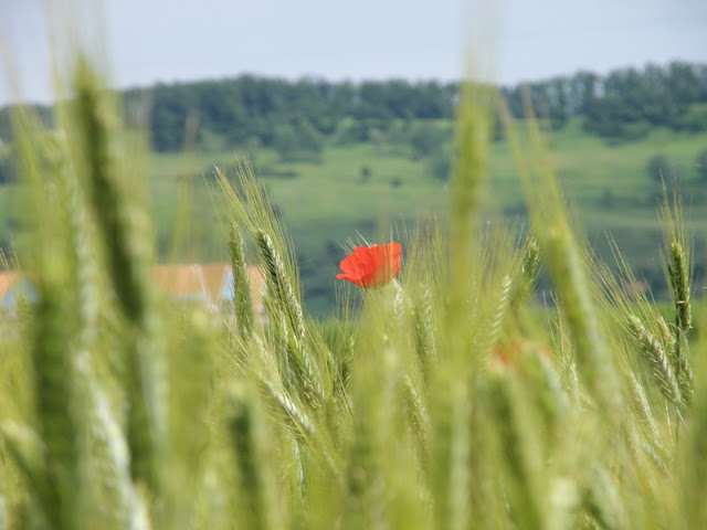 Paully's...: Flori de mac