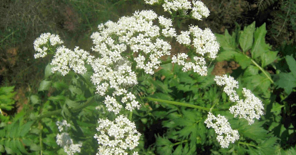 Φτιάχνω μόνος μου: Βαλεριάνα: σπορά φύτεμα καλλιέργεια