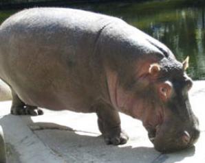 Classification and Reproduction of The hippopotamus | Animals In The World