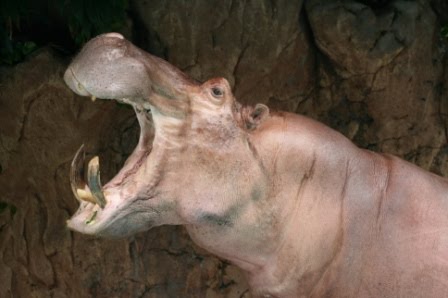 Classification and Reproduction of The hippopotamus | Animals In The World