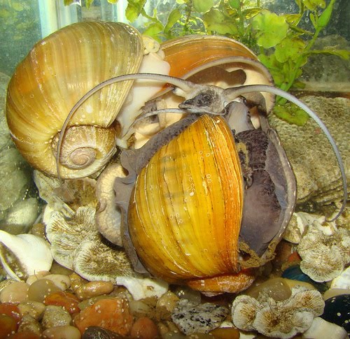 Feeding habits of Pomacea canaliculata | Animals In The World