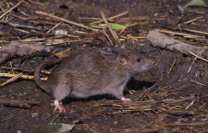 The Brown Rat (Rattus Norvegicus) | Animals In The World