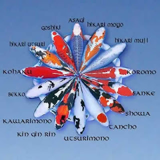 History And Etymology Of Koi Fish | Animals In The World