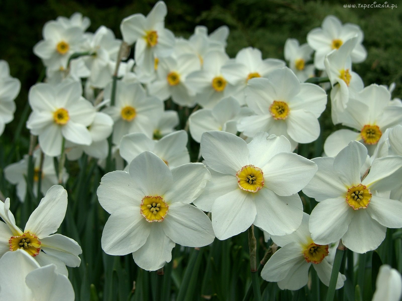kwiaty cebulowe: NARCYZY