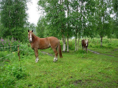 Get It Rollin': The Finnish horse