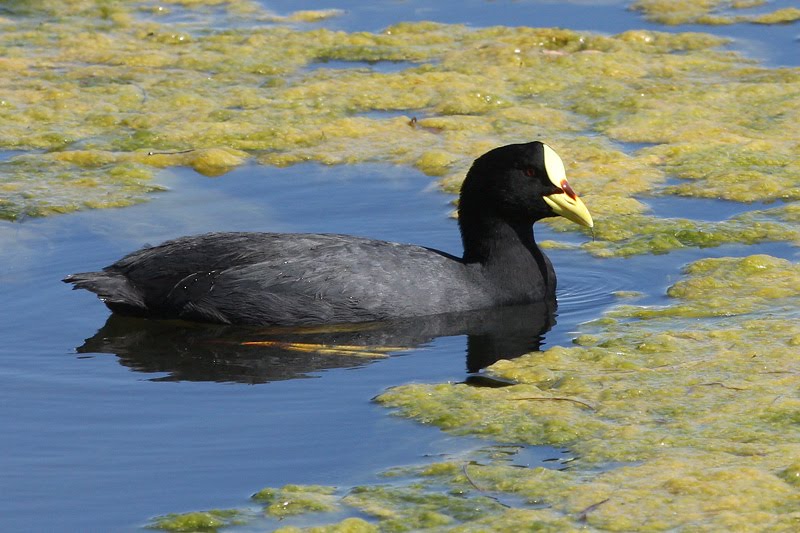 Fundación AÑAÑUCA: TAGUA TAGUA: Antiguo Paraiso del Genero FULICA