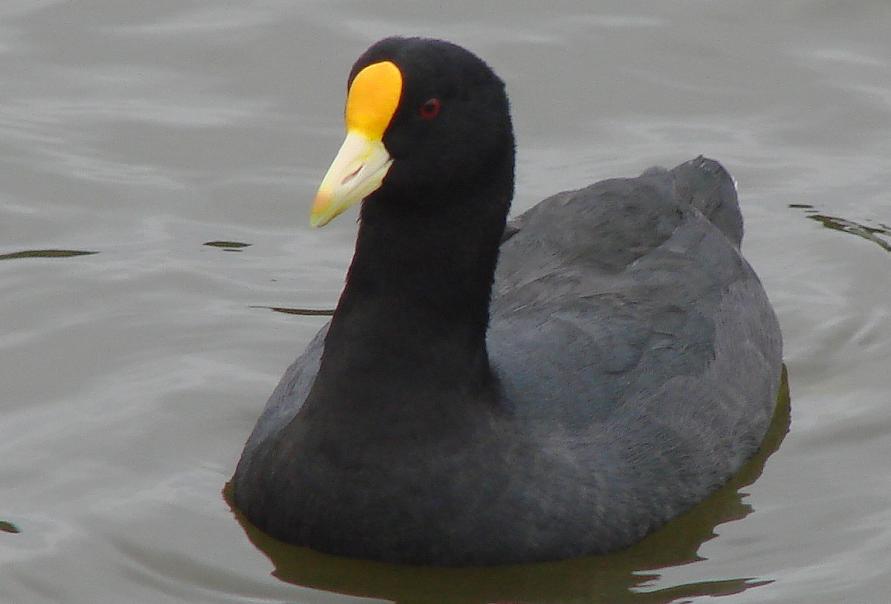 Fundación AÑAÑUCA: TAGUA TAGUA: Antiguo Paraiso del Genero FULICA
