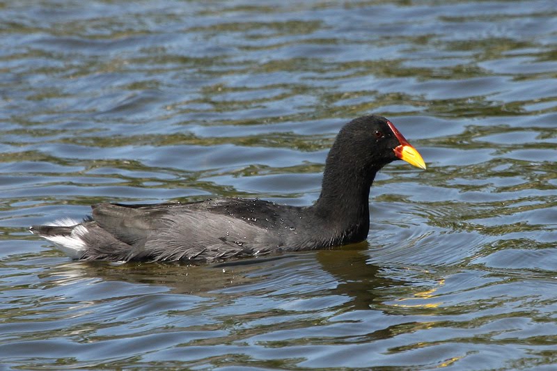 Fundación AÑAÑUCA: TAGUA TAGUA: Antiguo Paraiso del Genero FULICA