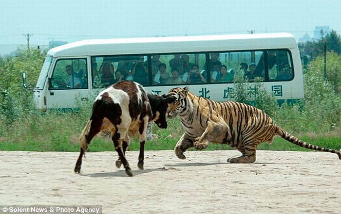 Photograph's and Wallpaper: Tigers feeding cow images