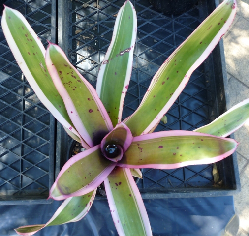 This is Rossi's Blog Spot