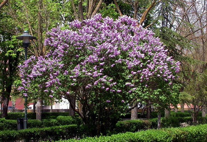 TERRITORIO NATURAL: FLORA DE LA UNIVERSIDAD