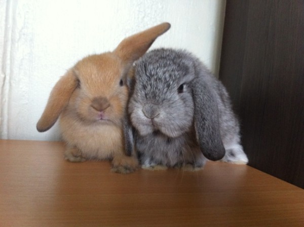 Rabbits for sale in Singapore!: (Sold) 5weeks RARE Chocolate Tort ...