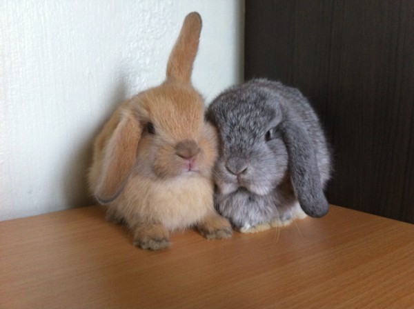 Rabbits for sale in Singapore!: (Sold) 5weeks RARE Chocolate Tort ...