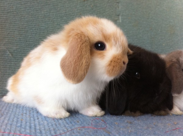 Rabbits for sale in Singapore!: (Sold) 4Weeks Popular colour Broken ...