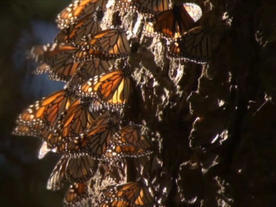 Lasting Impressions: Monarch Butterfly Phenomenon