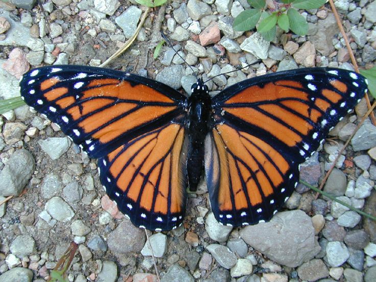 Field Biology in Southeastern Ohio: Butterflies