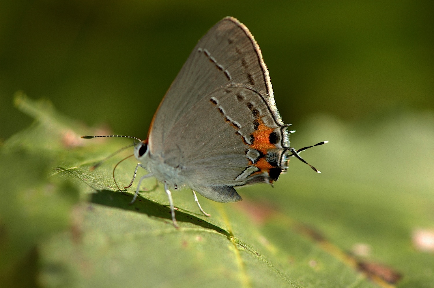 Field Biology in Southeastern Ohio: Butterflies